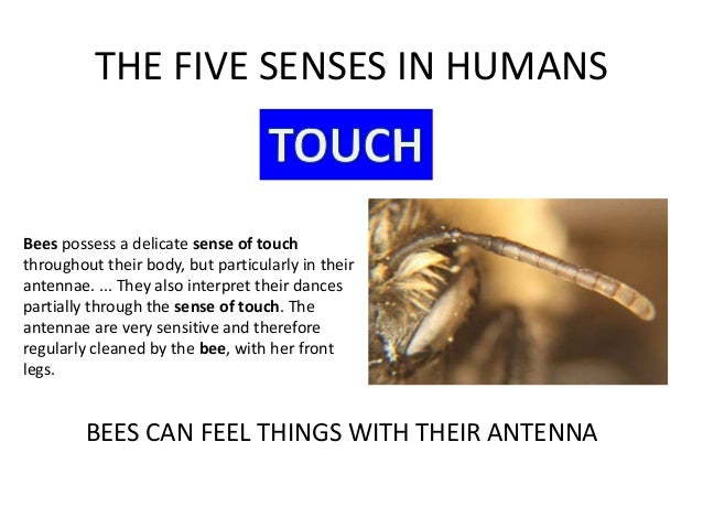 Bees and senses