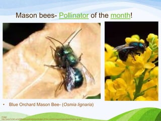 Bees and their importance in the garden | PPTX