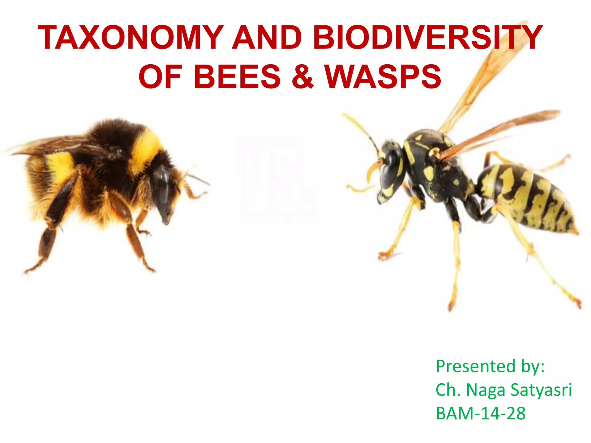 Bees and wasps | PPTX