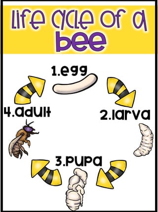 Bees beesbeesfreebie | PDF