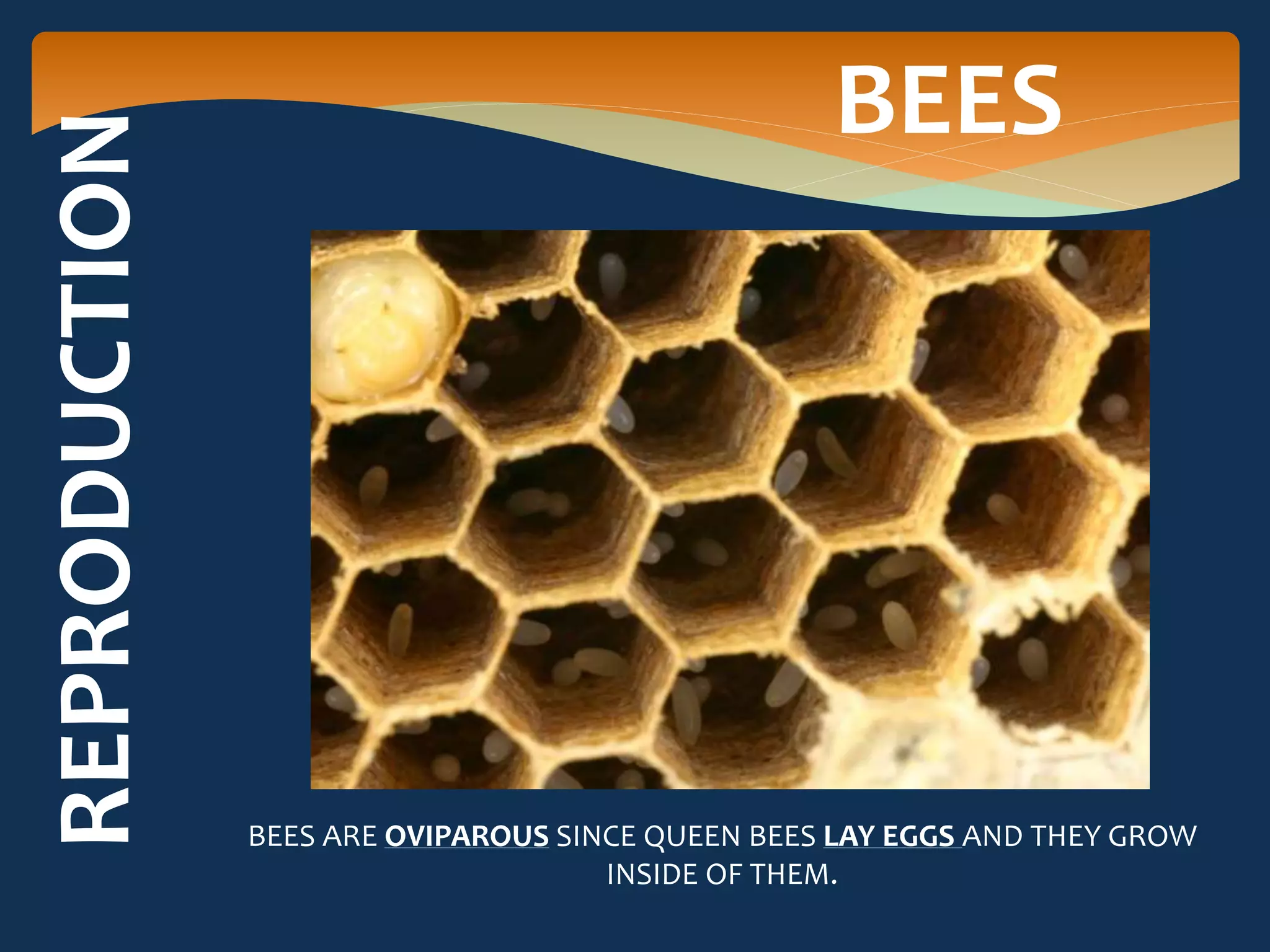 Bees nutrition and reproduction | PPTX