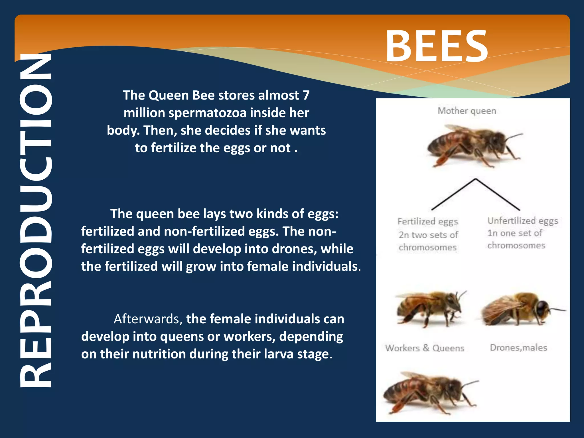 Bees nutrition and reproduction | PPTX