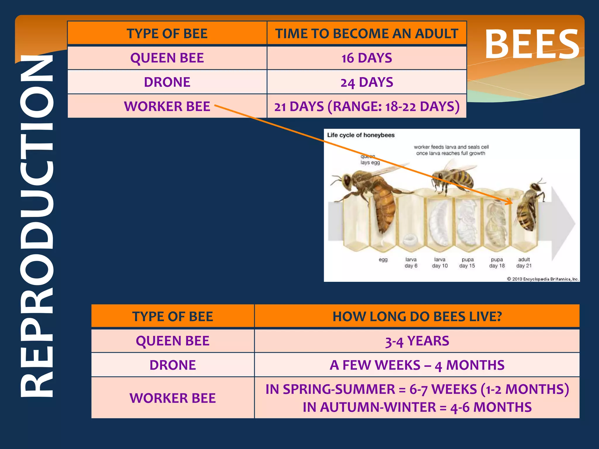 Bees nutrition and reproduction | PPTX