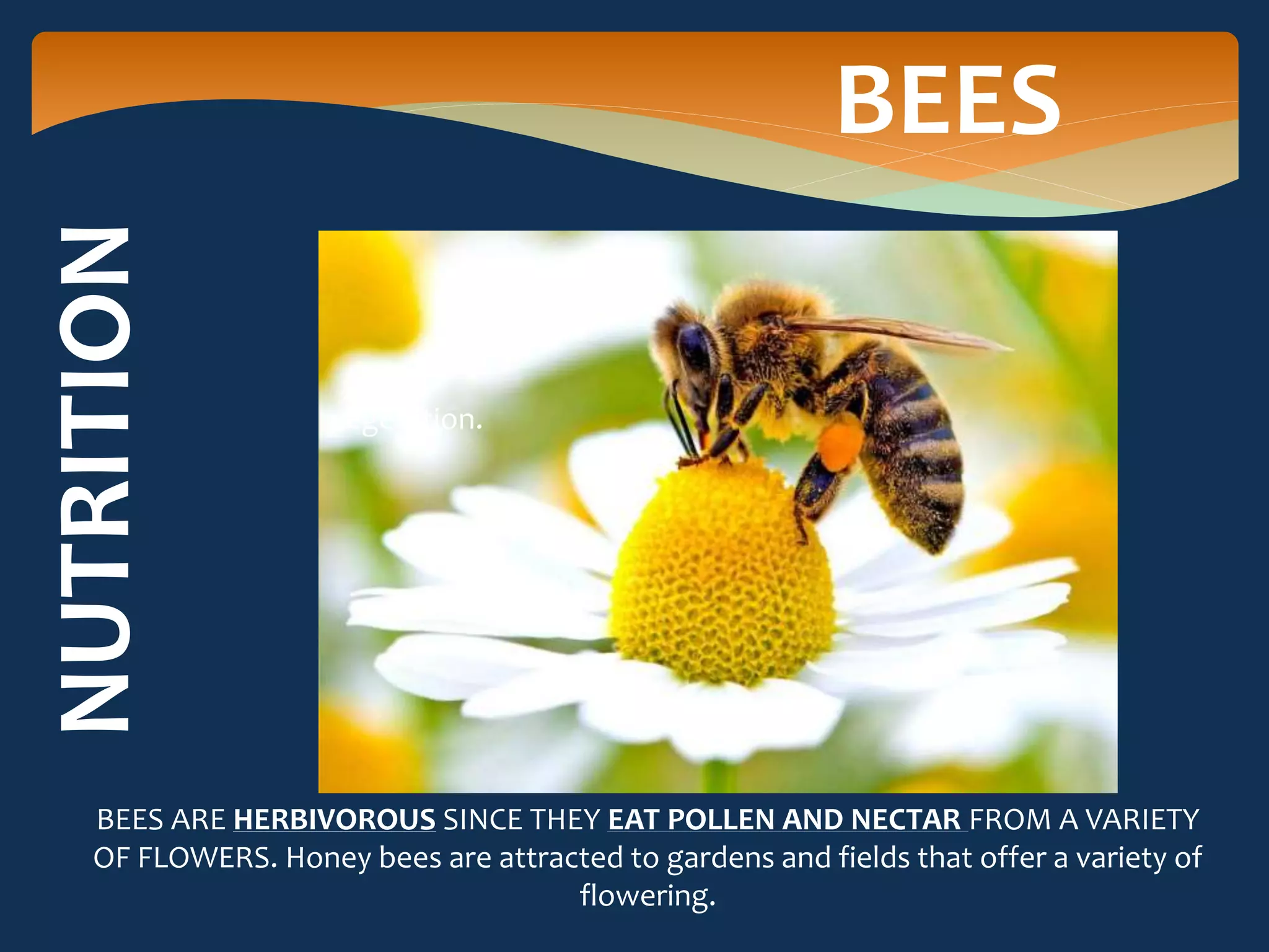 Bees nutrition and reproduction | PPT