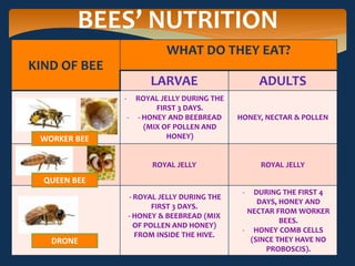 Bees nutrition and reproduction | PPTX