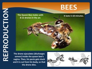 Bees nutrition and reproduction | PPTX