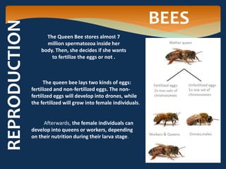 Bees nutrition and reproduction | PPTX