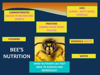 Bees nutrition and reproduction | PPTX