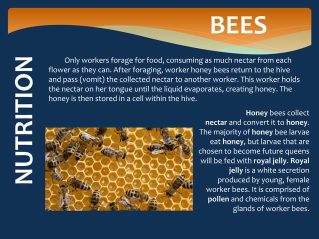Bees nutrition and reproduction | PPTX