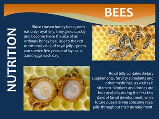 Bees nutrition and reproduction | PPTX