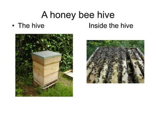 Bees powerpoint all about bees for 1.1.ppt