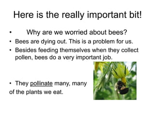 Bees powerpoint all about bees for 1.1.ppt