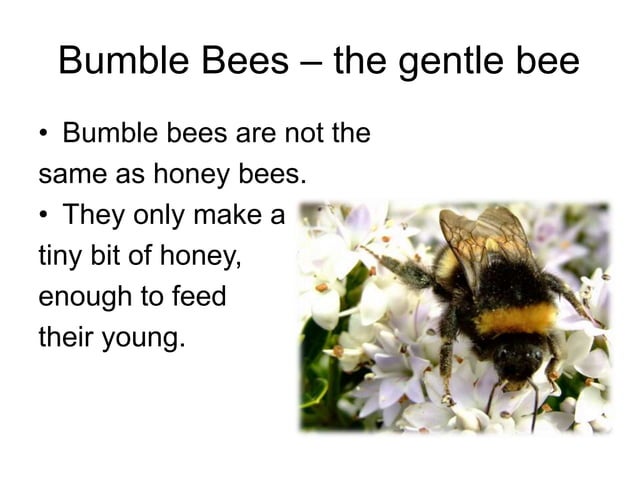 Bees powerpoint all about bees for 1.1.ppt | Beekeeping | Hobbies ...