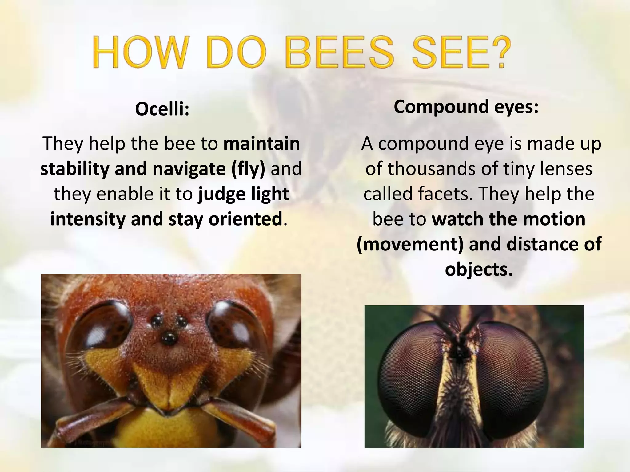Bees senses | PPTX