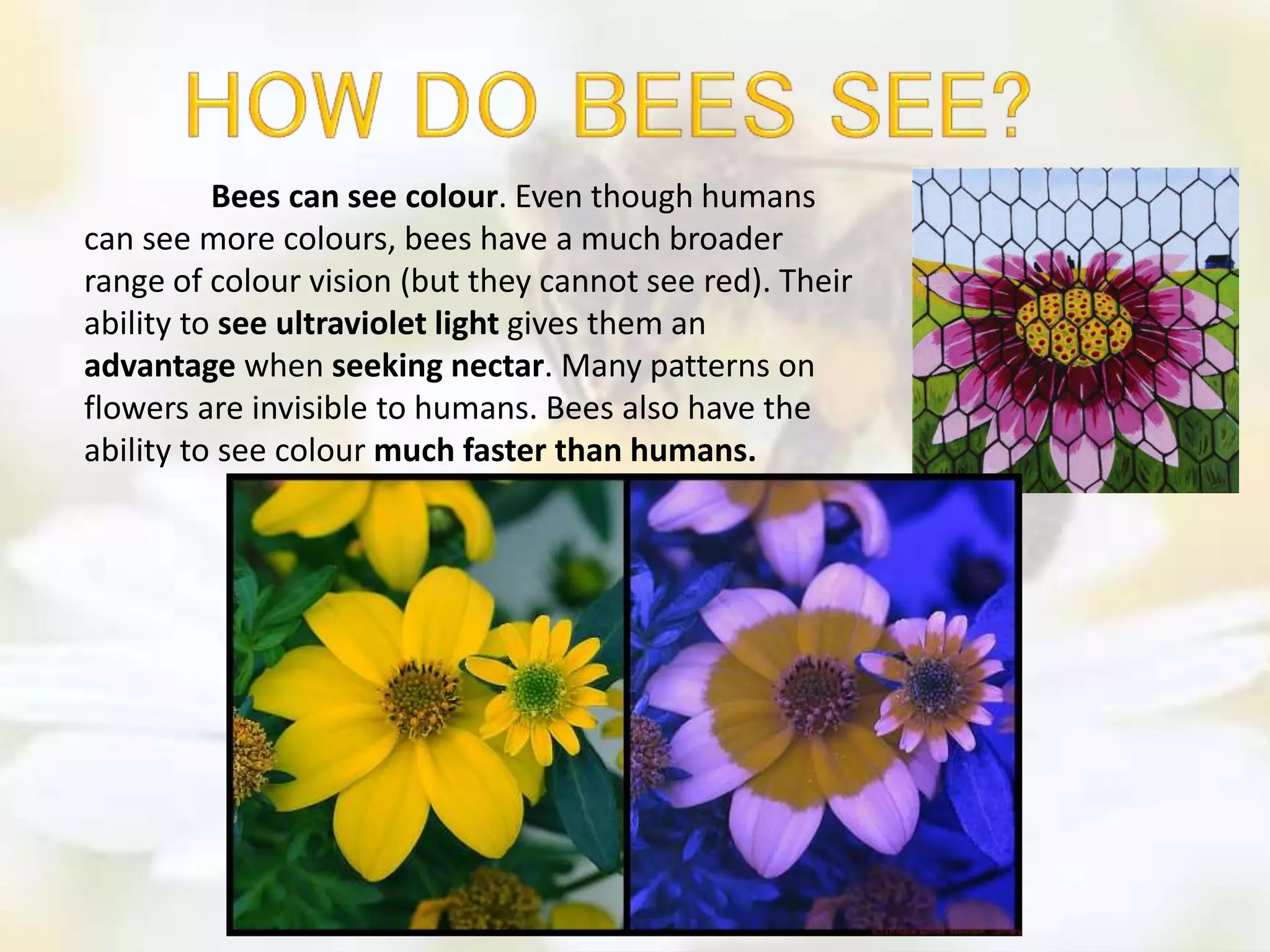 Bees senses | PPTX