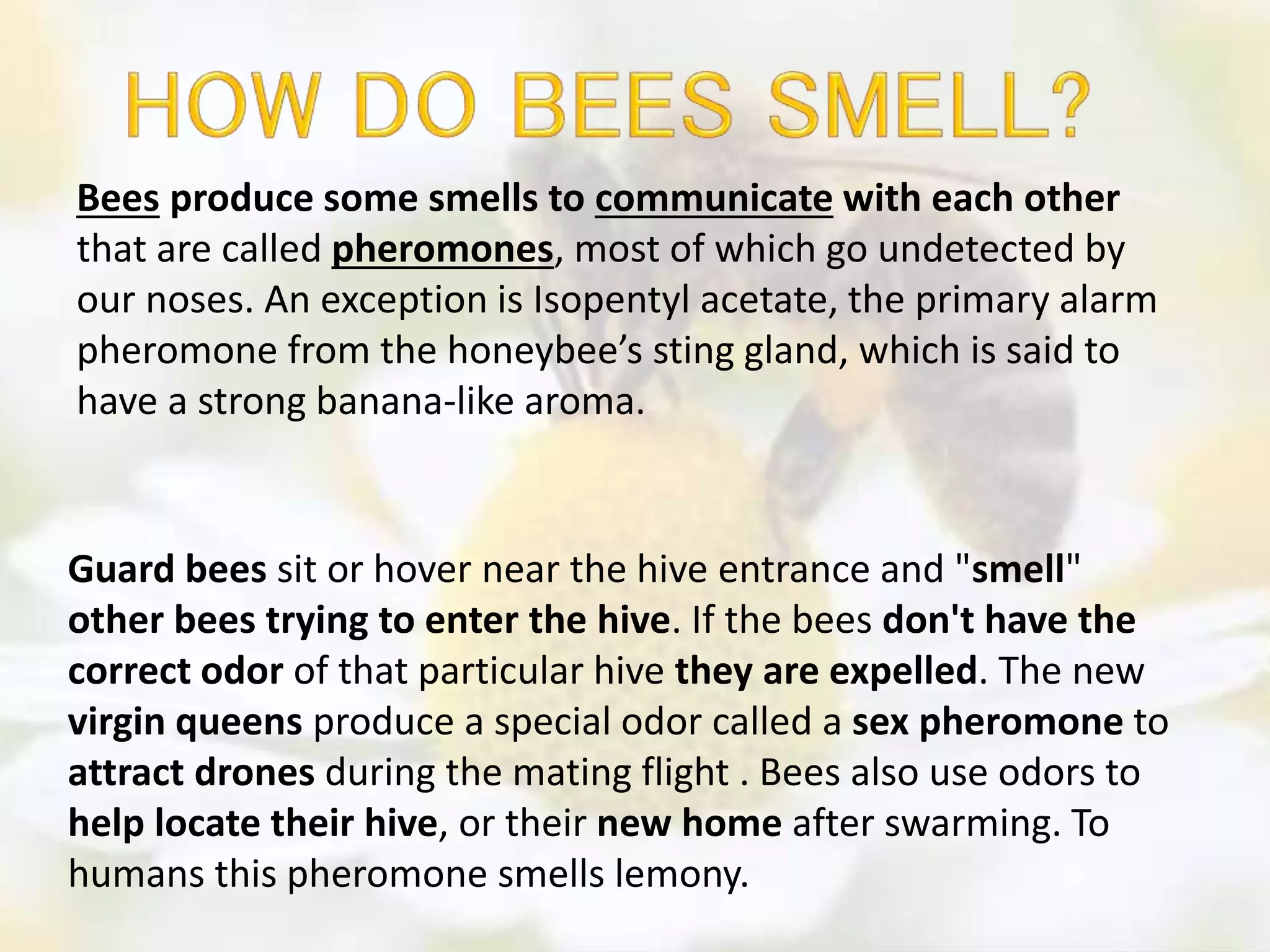 Bees senses | PPTX