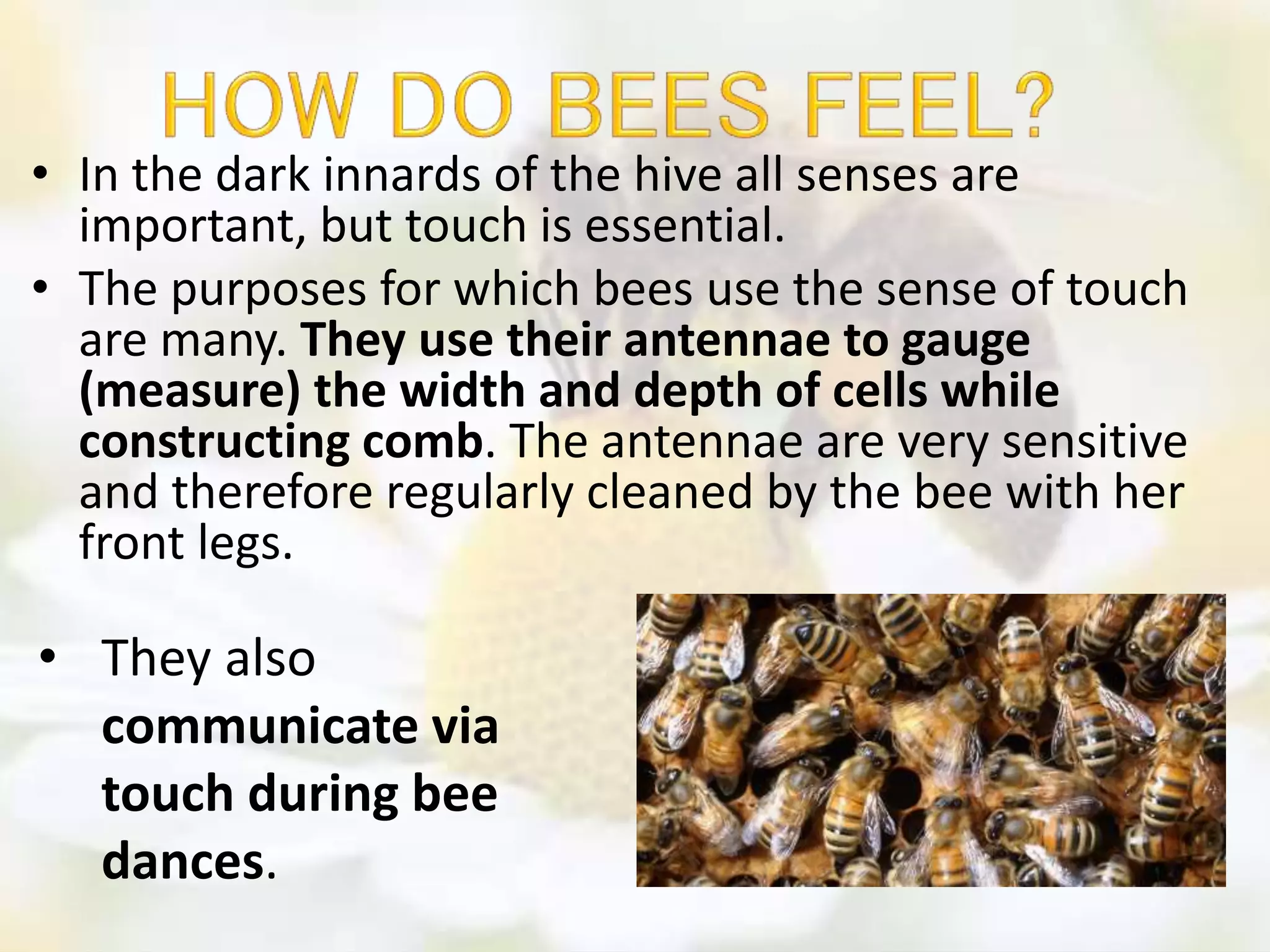 Bees senses | PPTX