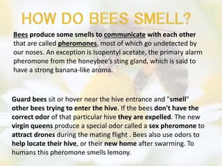 Bees senses | PPTX