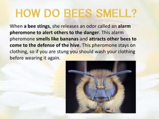 Bees senses | PPTX