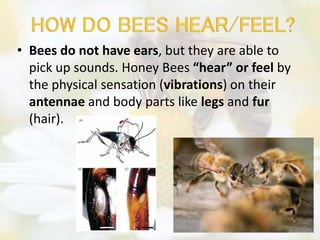 Bees senses | PPTX