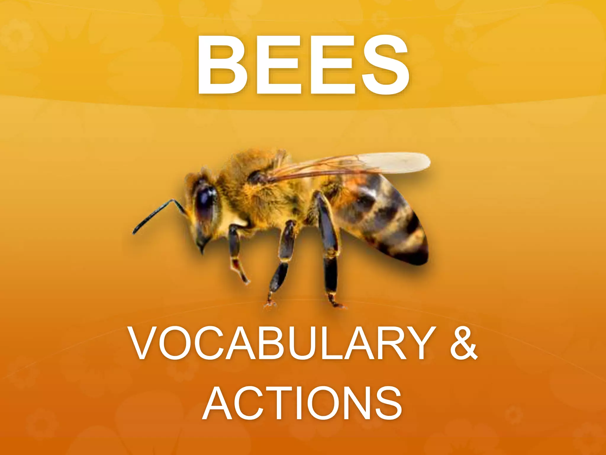 Bees vocabulary | PPTX