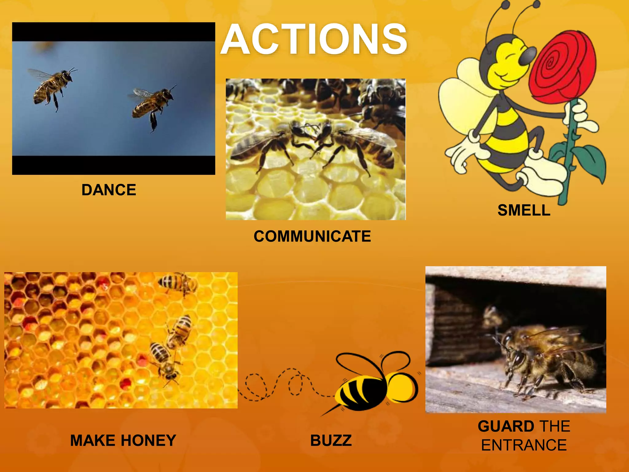 Bees vocabulary | PPTX