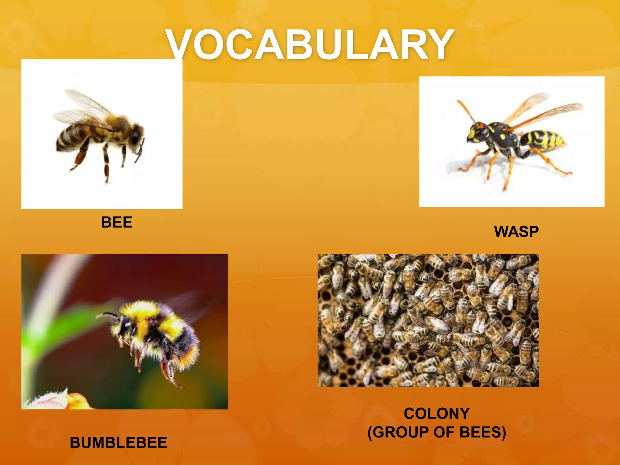 Bees vocabulary | PPTX