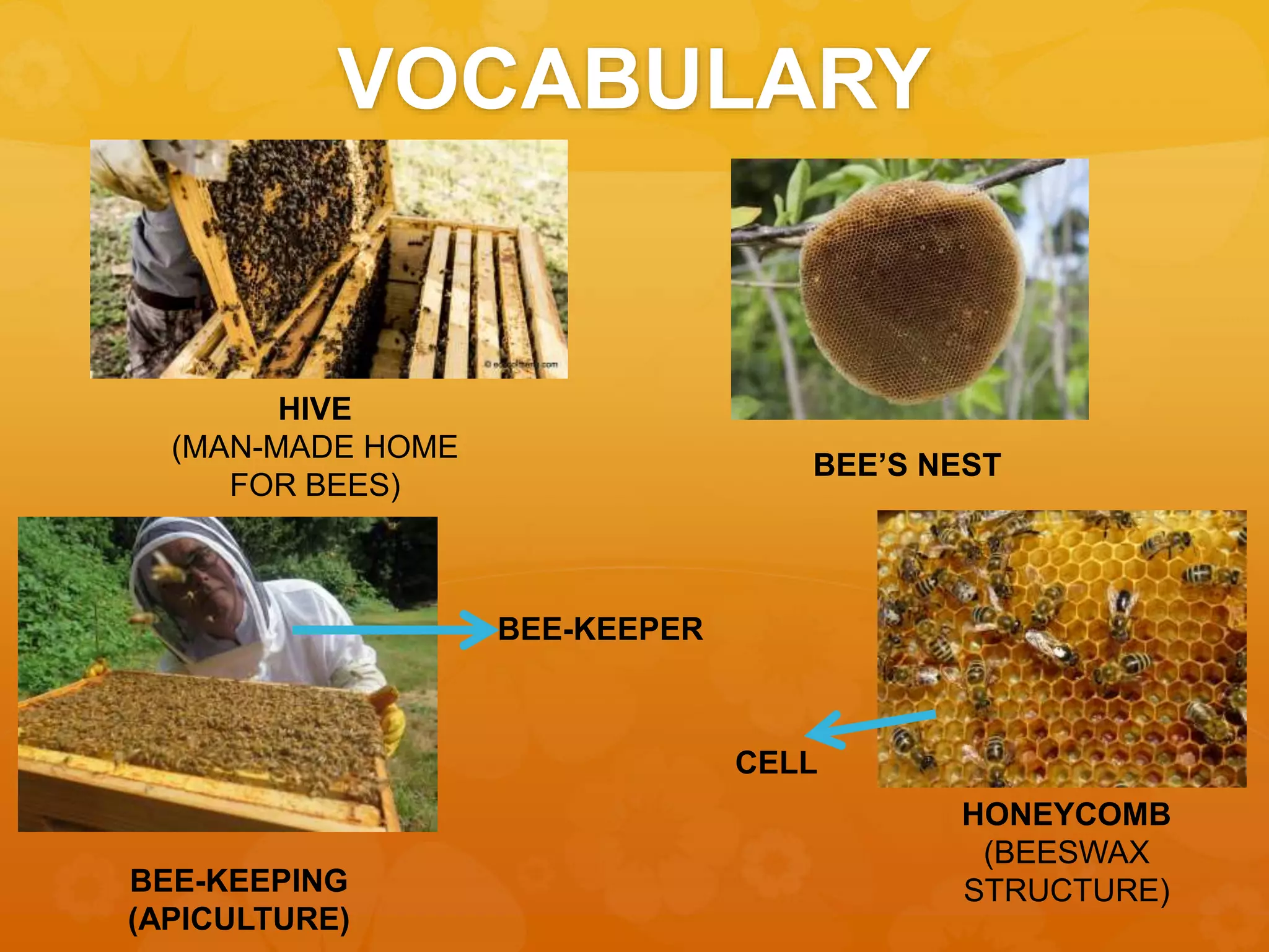 Bees vocabulary | PPTX
