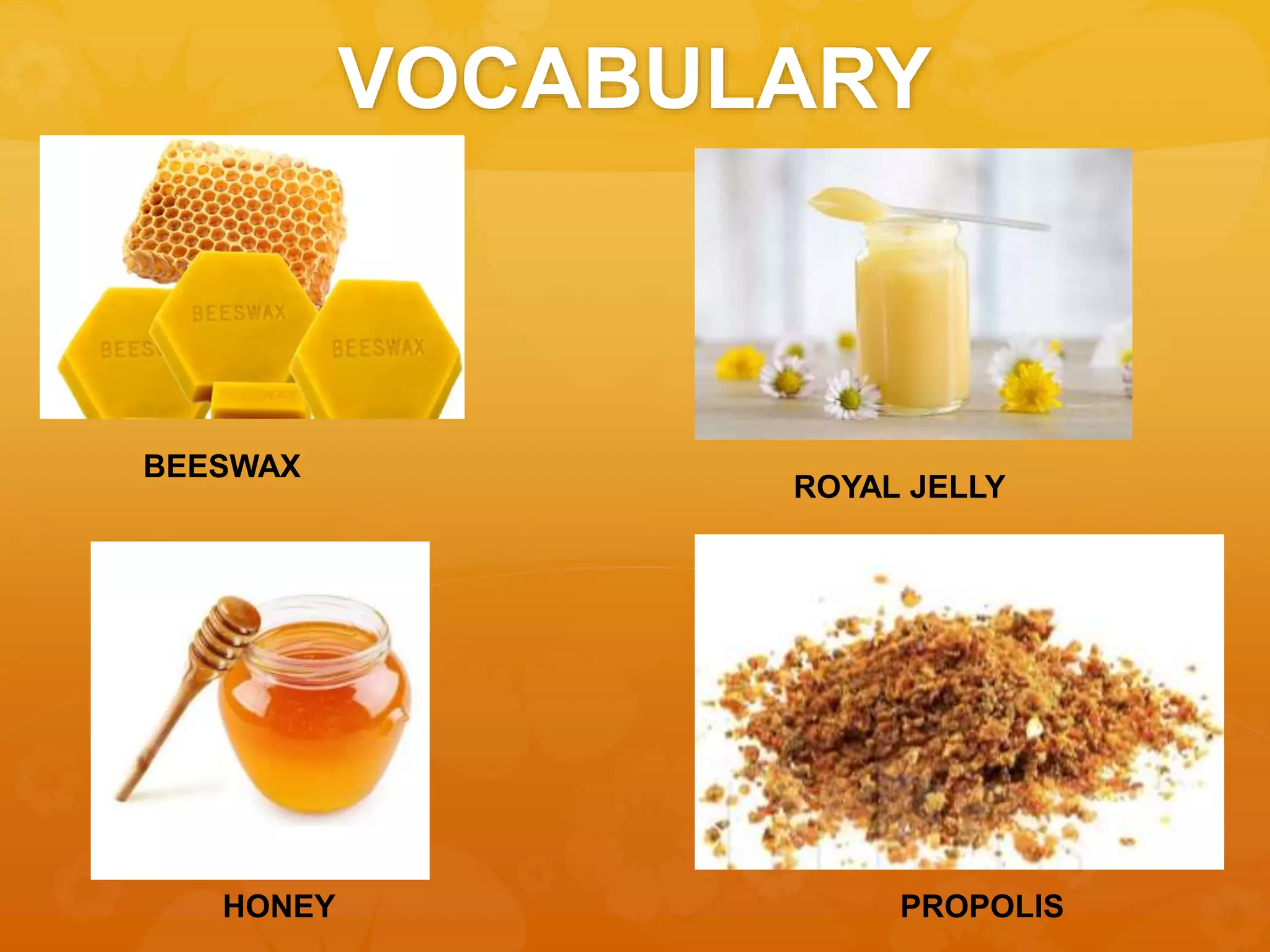 Bees vocabulary | PPTX