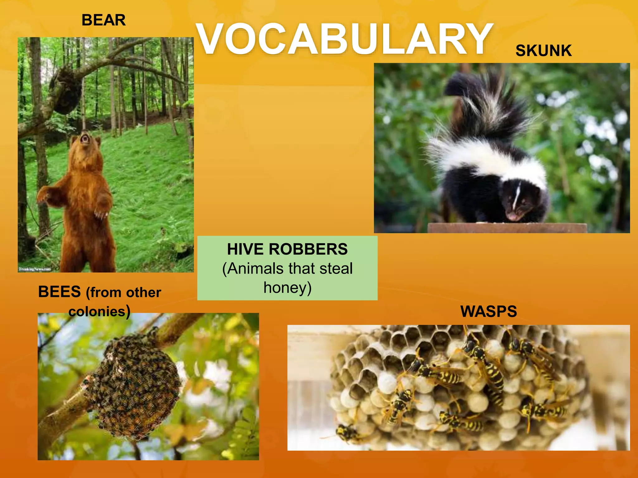 Bees vocabulary | PPTX