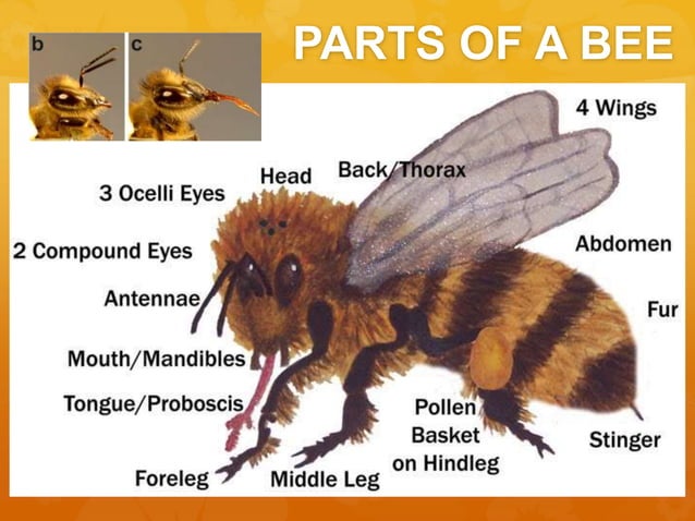 Bees vocabulary | PPTX