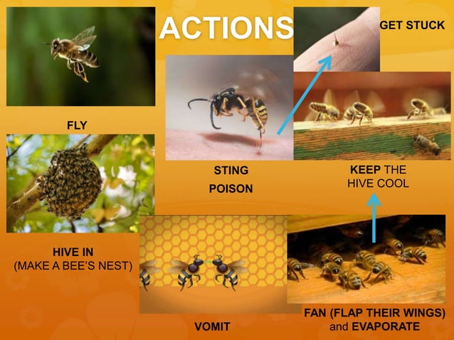 Bees vocabulary | PPTX