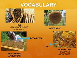 Bees vocabulary 1(1) | PPTX
