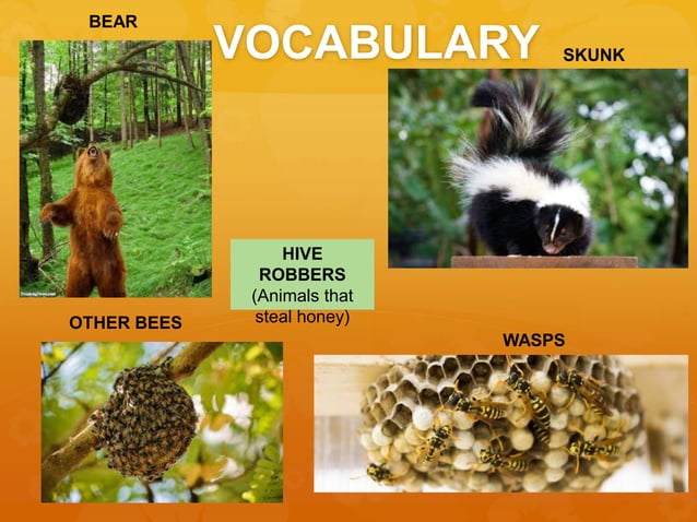 Bees vocabulary 1(1) | PPTX