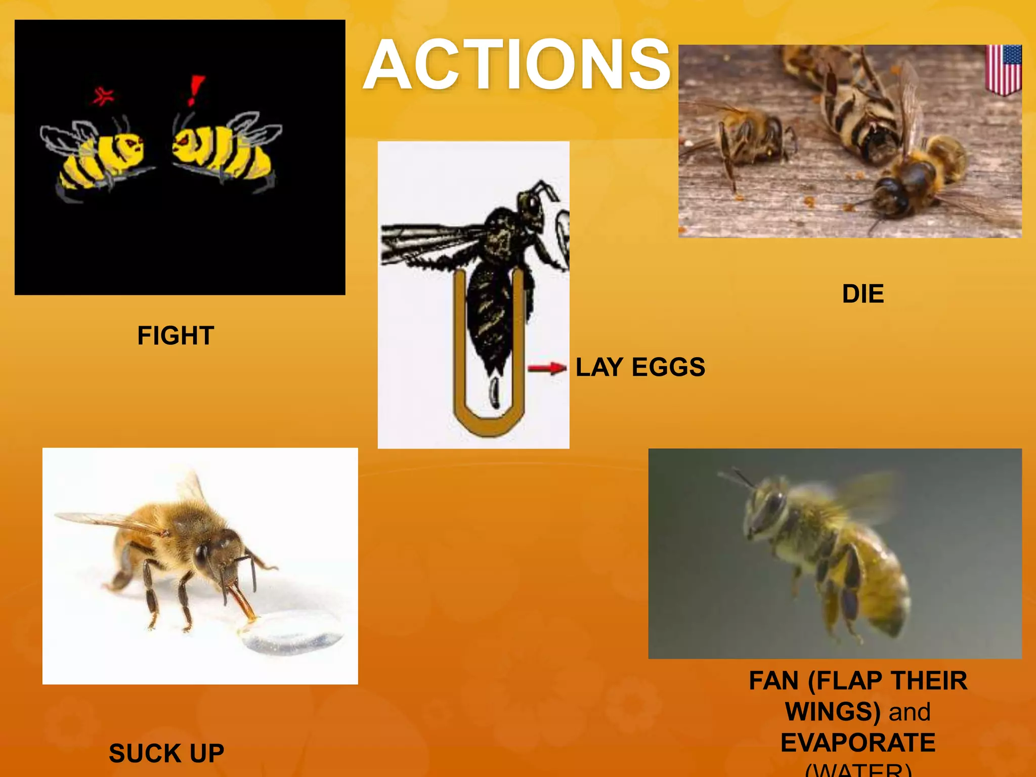 Bees vocabulary | PPTX
