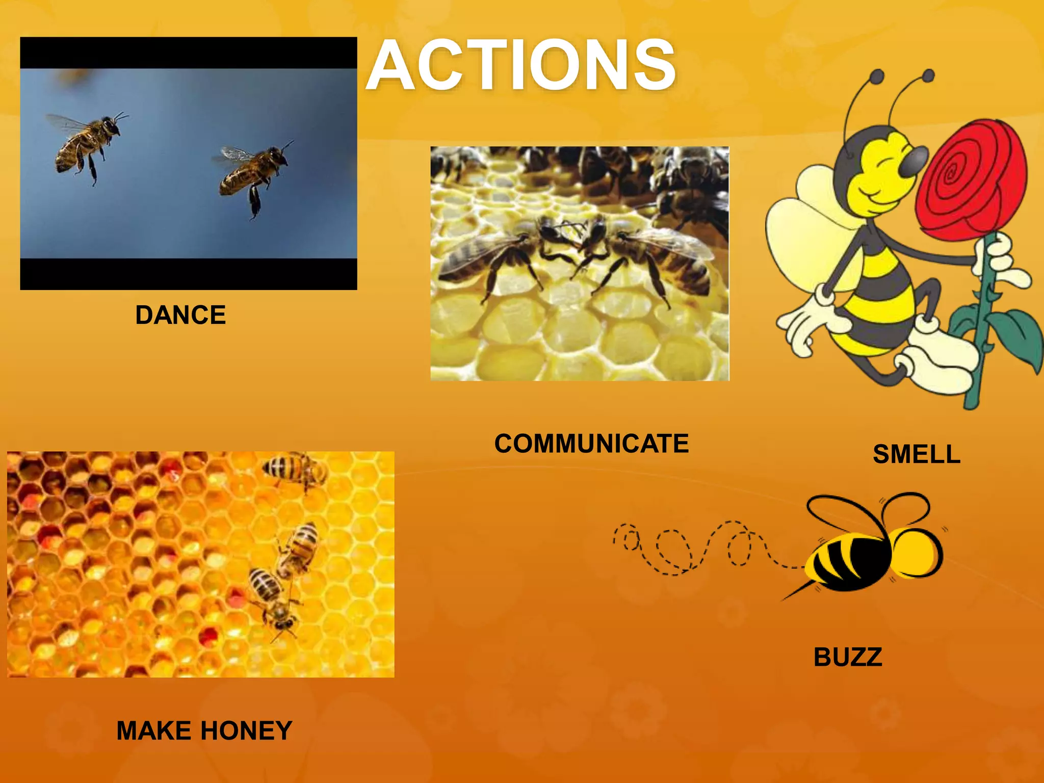 Bees vocabulary | PPTX