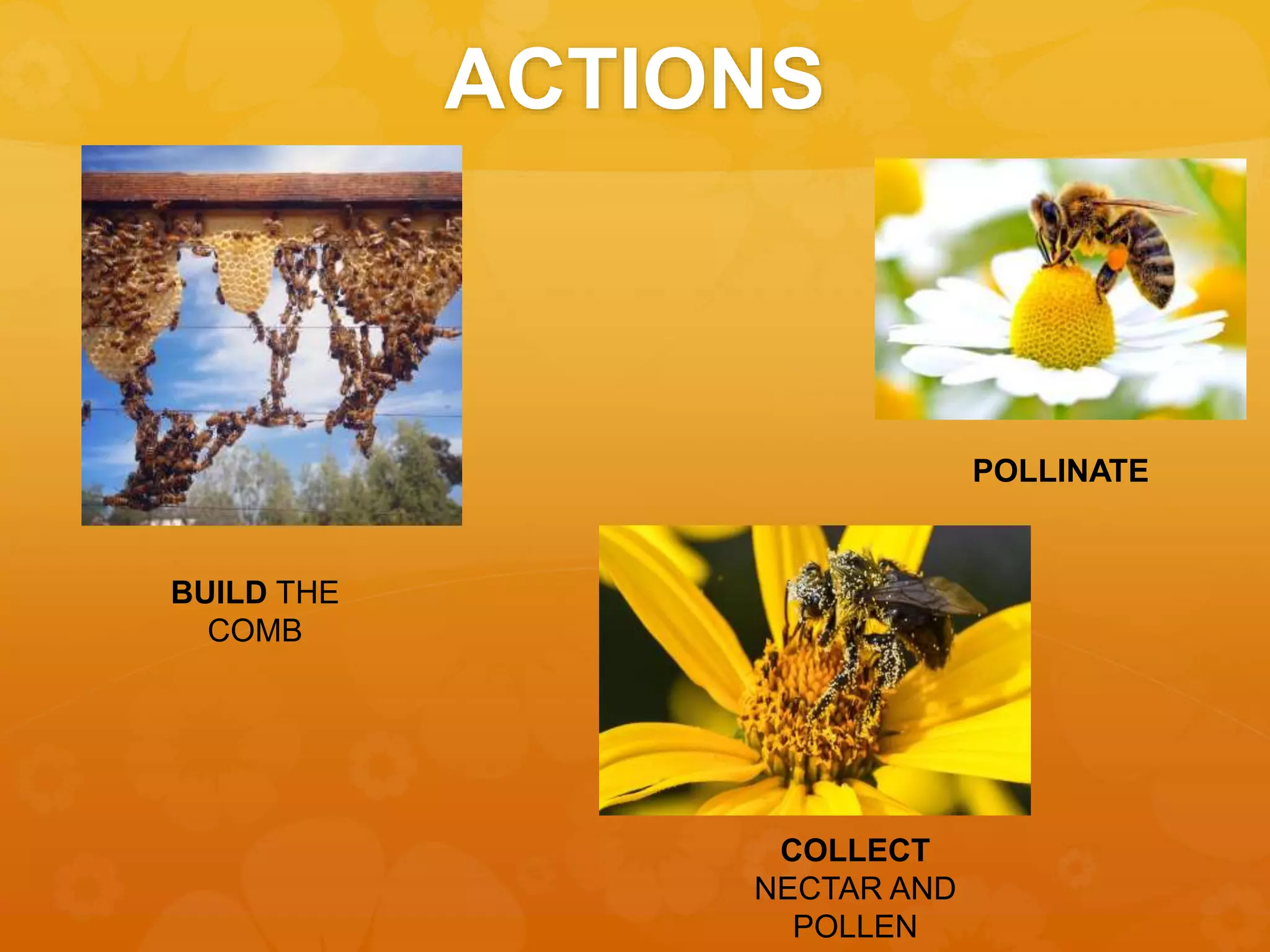 Bees vocabulary | PPTX