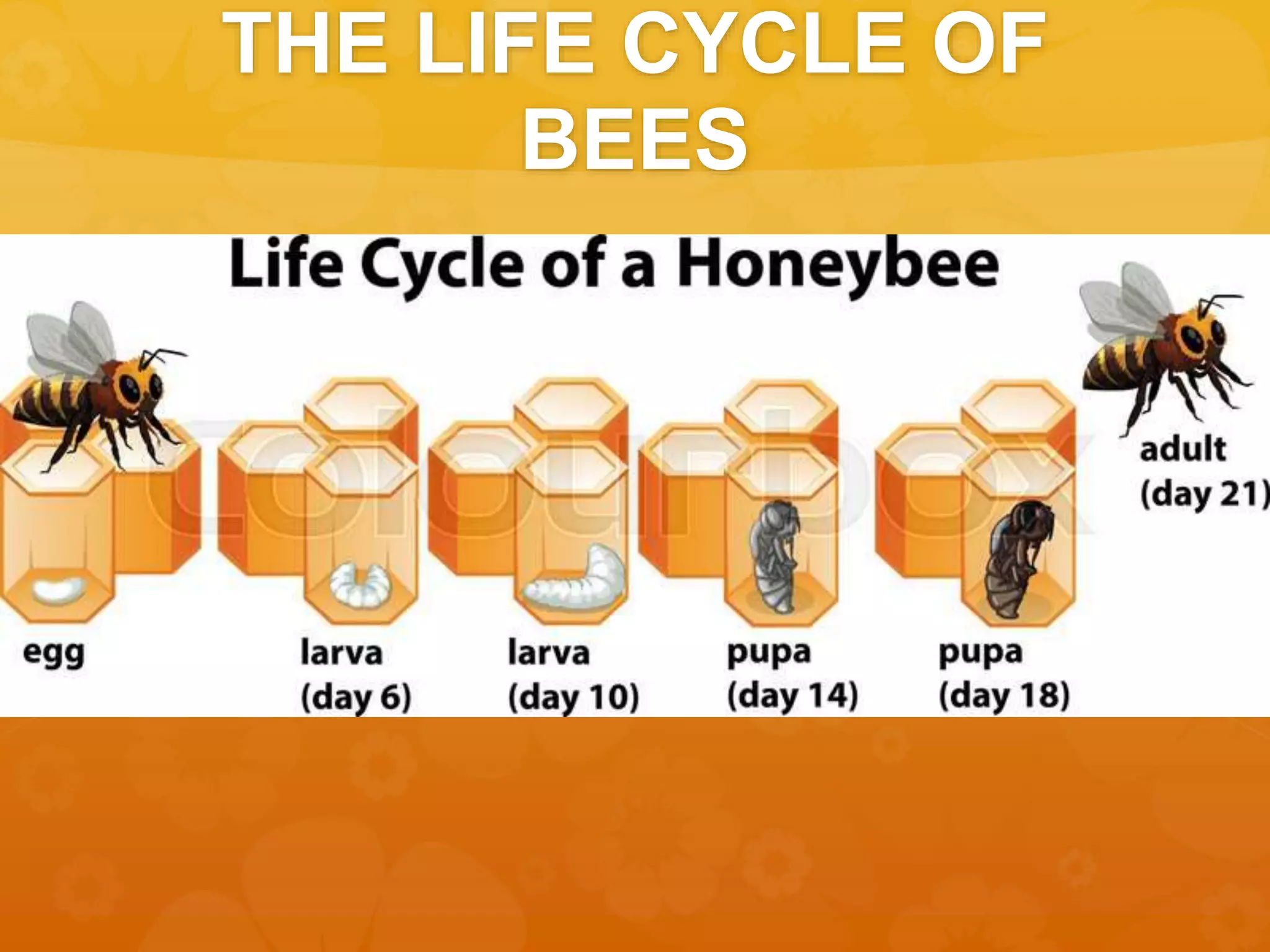 Bees vocabulary | PPTX
