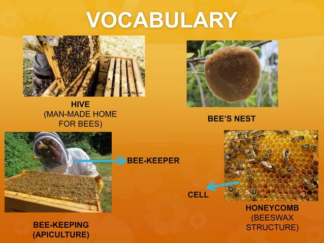 Bees vocabulary | PPT