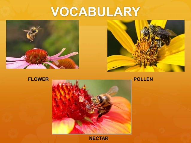 Bees vocabulary | PPT