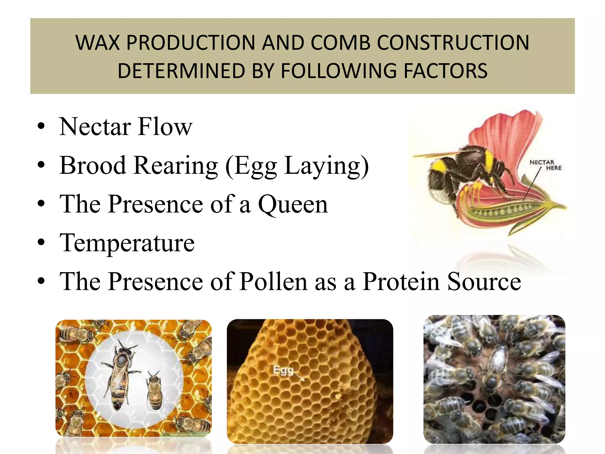 Beeswax properties and composition | PPTX