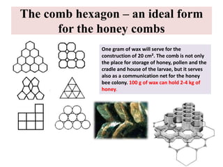 Beeswax Structure