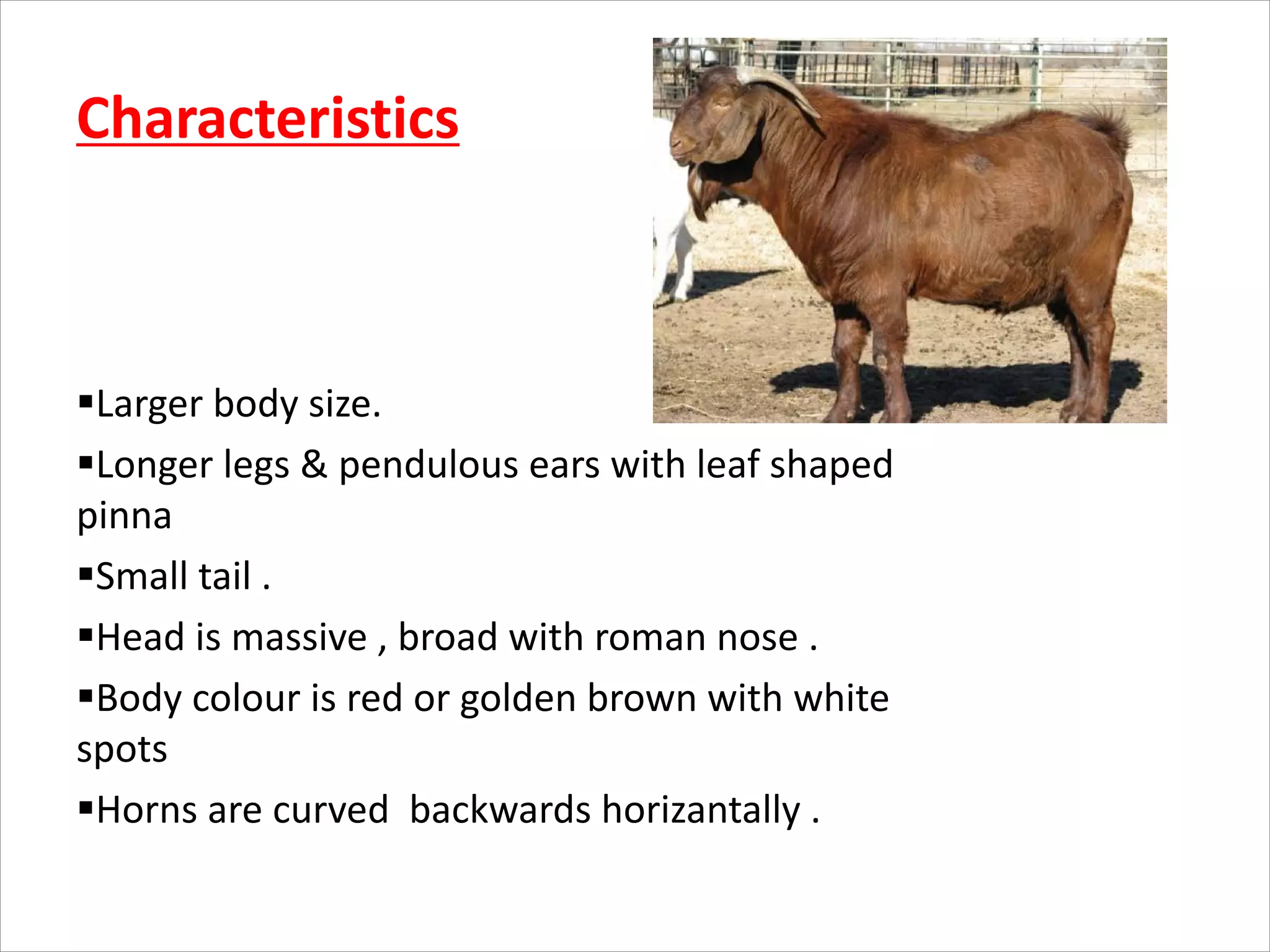 Beetal - Goat breed | PDF