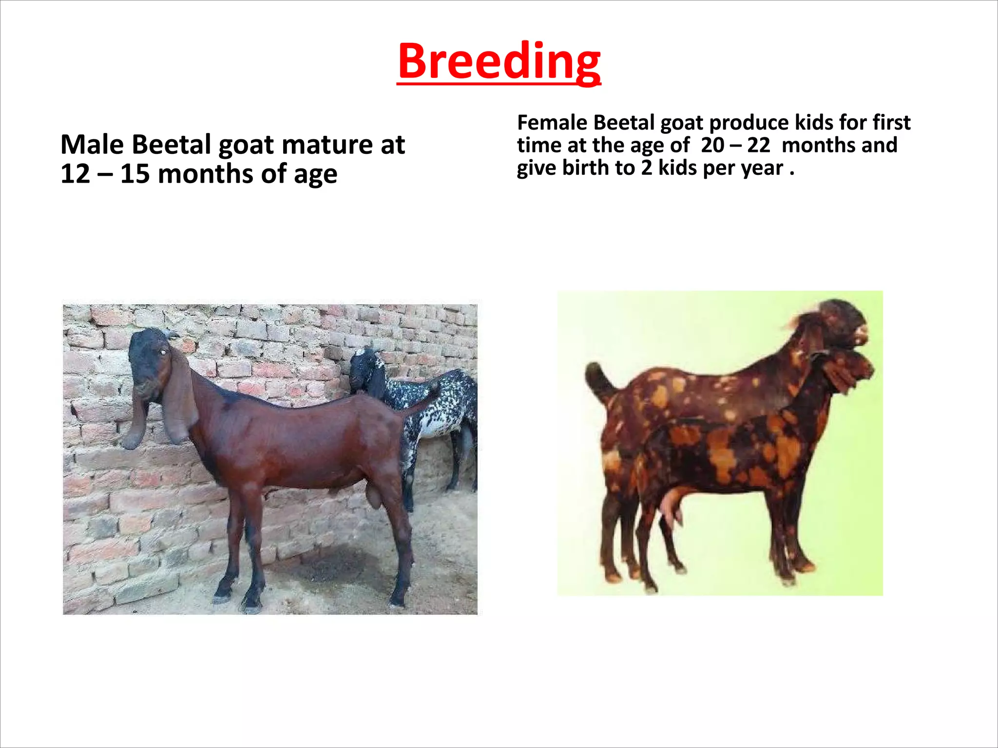 Beetal - Goat breed | PDF