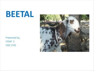 Beetal - Goat breed | PPT