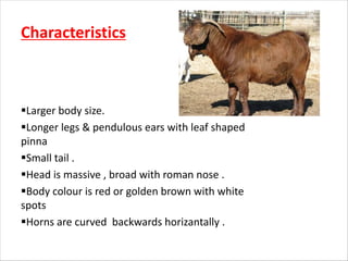 Beetal - Goat breed | PPT