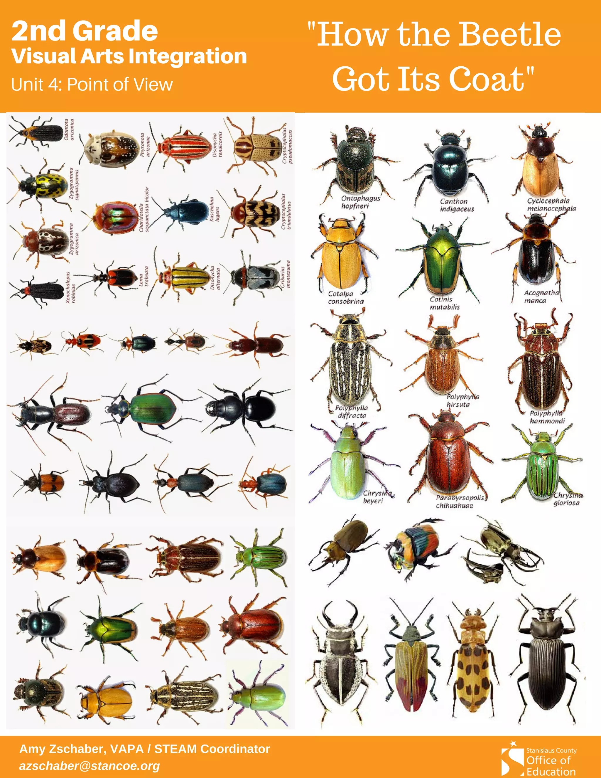 Beetle references | PDF