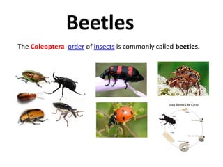 Beetles | PPTX