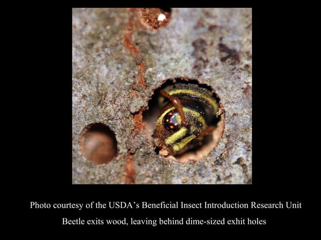 Asian Longhorned Beetles | PPT