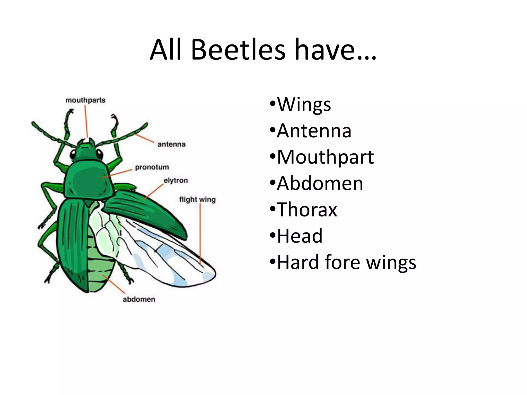 Beetles | PPTX